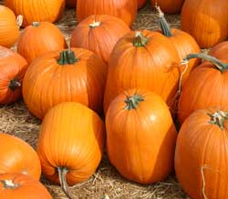 Las calabazas - Revista - Fiestafacil